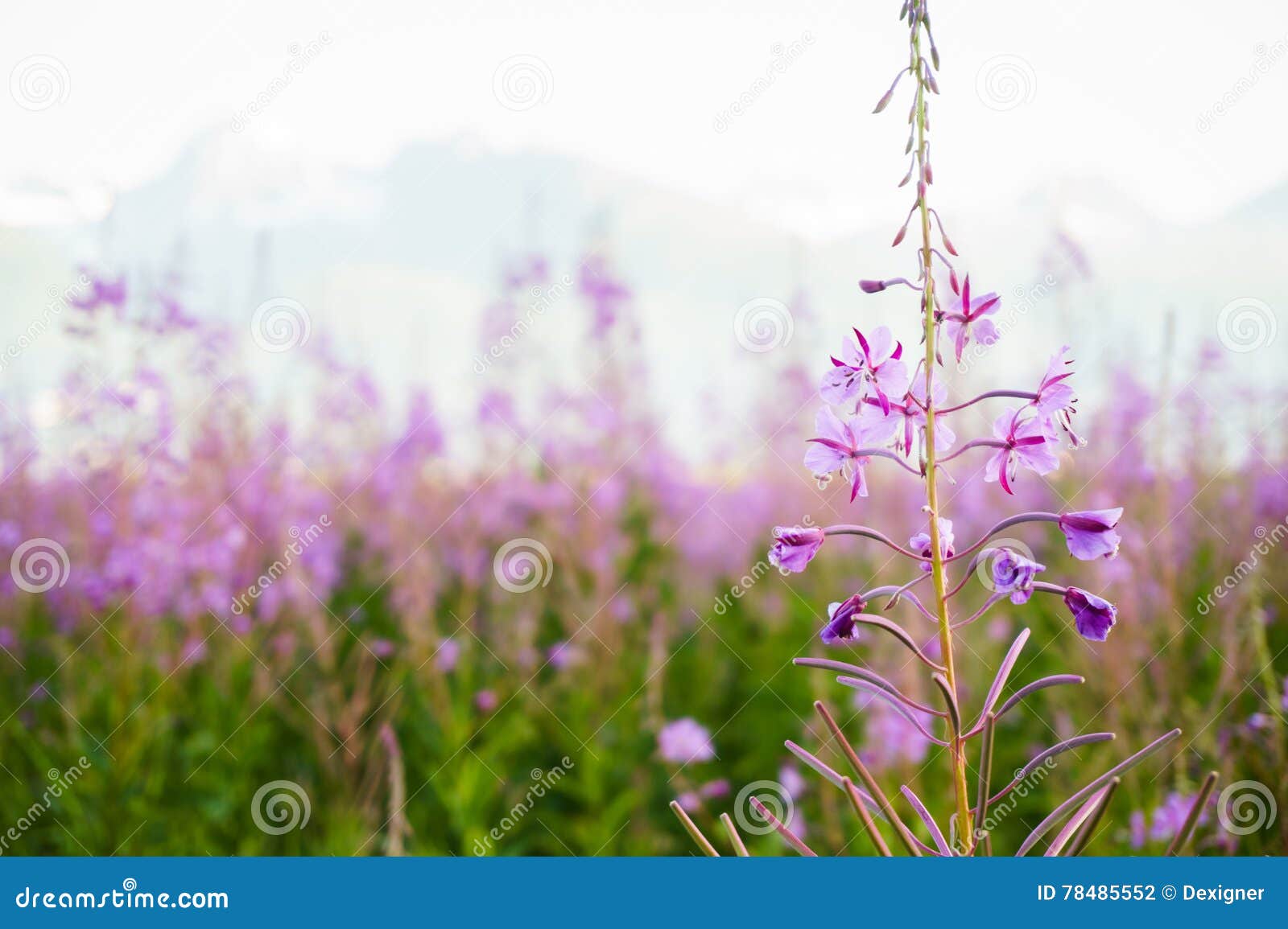 Fireweed stock photo. Image of cold, covered, natural - 78485552