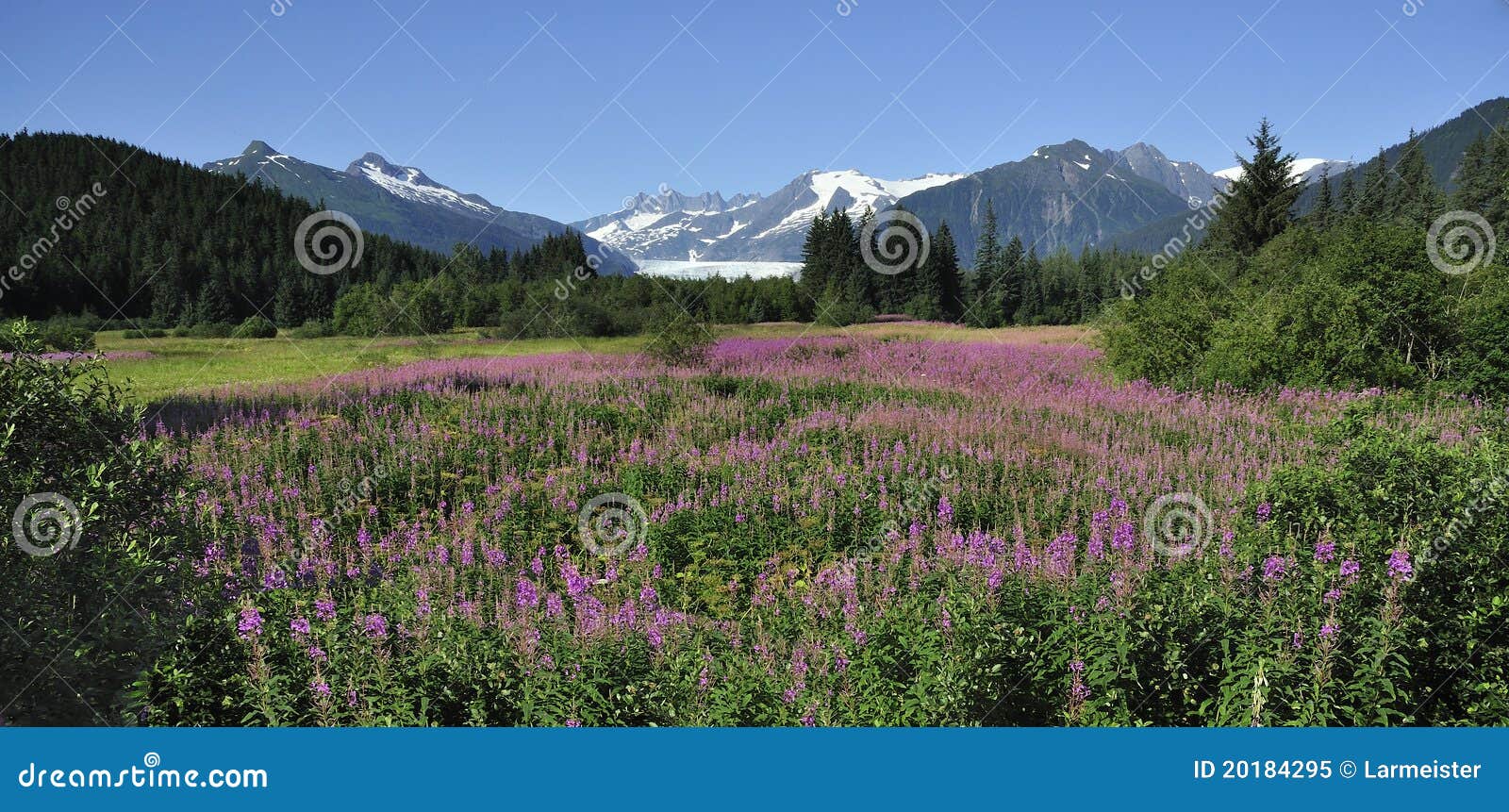 Fireweed Mountains and Trees Alaska Stock Image - Image of snow ...