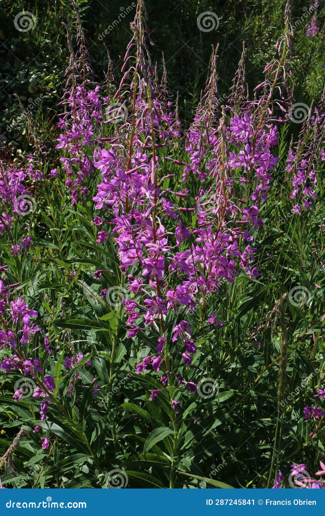 Fireweed at Logan Pass, Glacier National Park 1 Stock Image - Image of ...