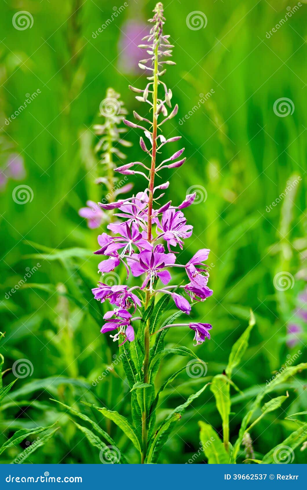 4,980 Fireweed Flower Photos - Free & Royalty-Free Stock Photos from ...