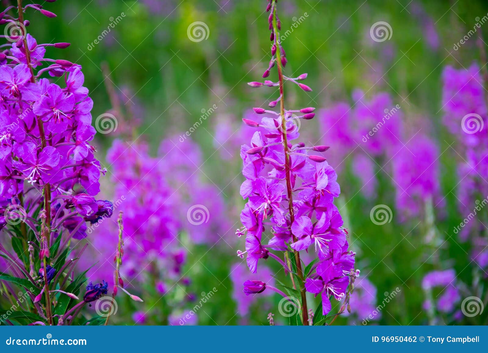 Fireweed in a Meadow in Alaska Stock Photo - Image of mountain, summer ...