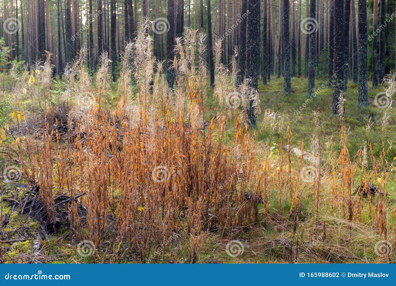 Fireweed in a pine forest stock photo. Image of nature - 165988602