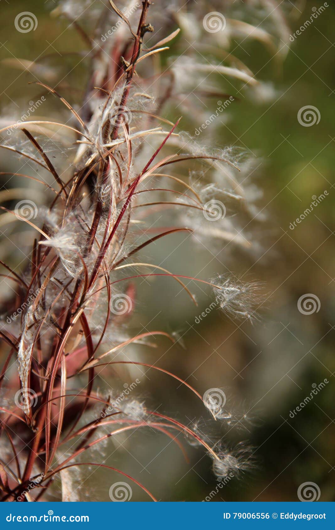 Fireweed Seedpods stock photo. Image of field, decoration - 79006556