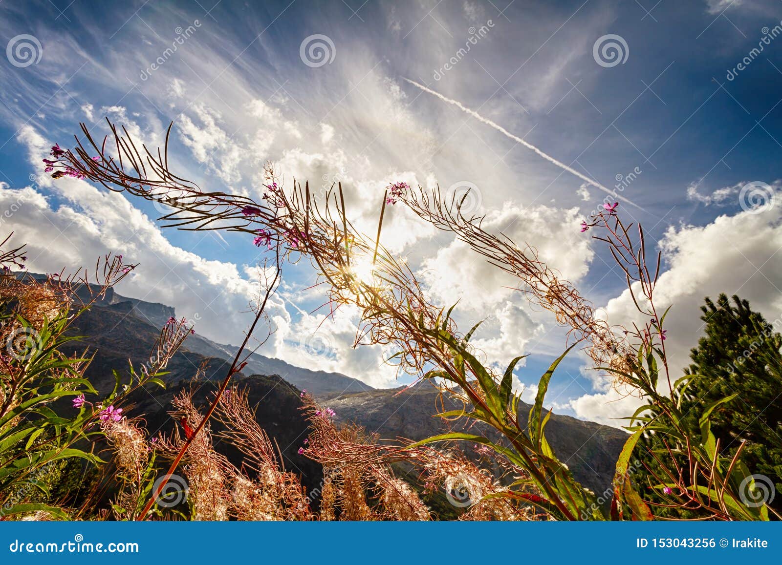 Fireweed on the Sky Backgrounds Stock Photo - Image of closeup ...