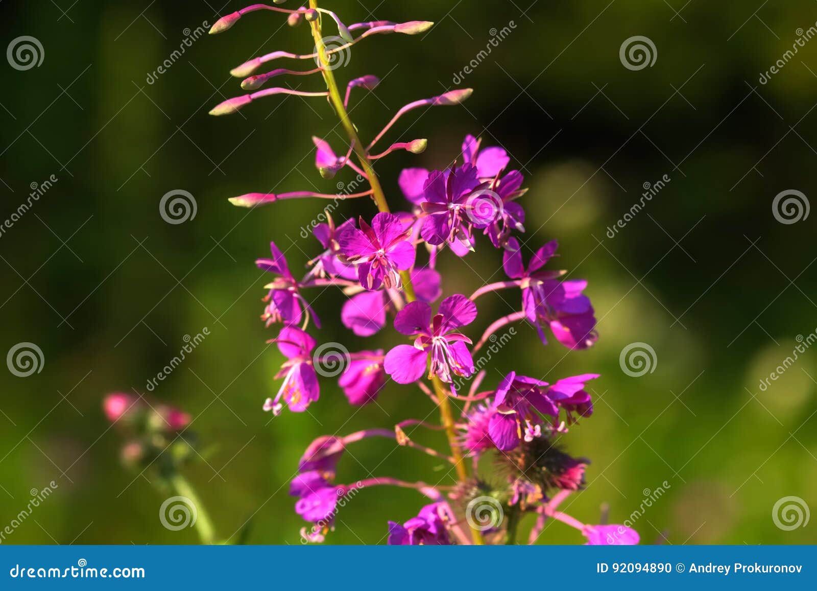 Fireweed. Wild flower. stock photo. Image of season, angustifolium ...
