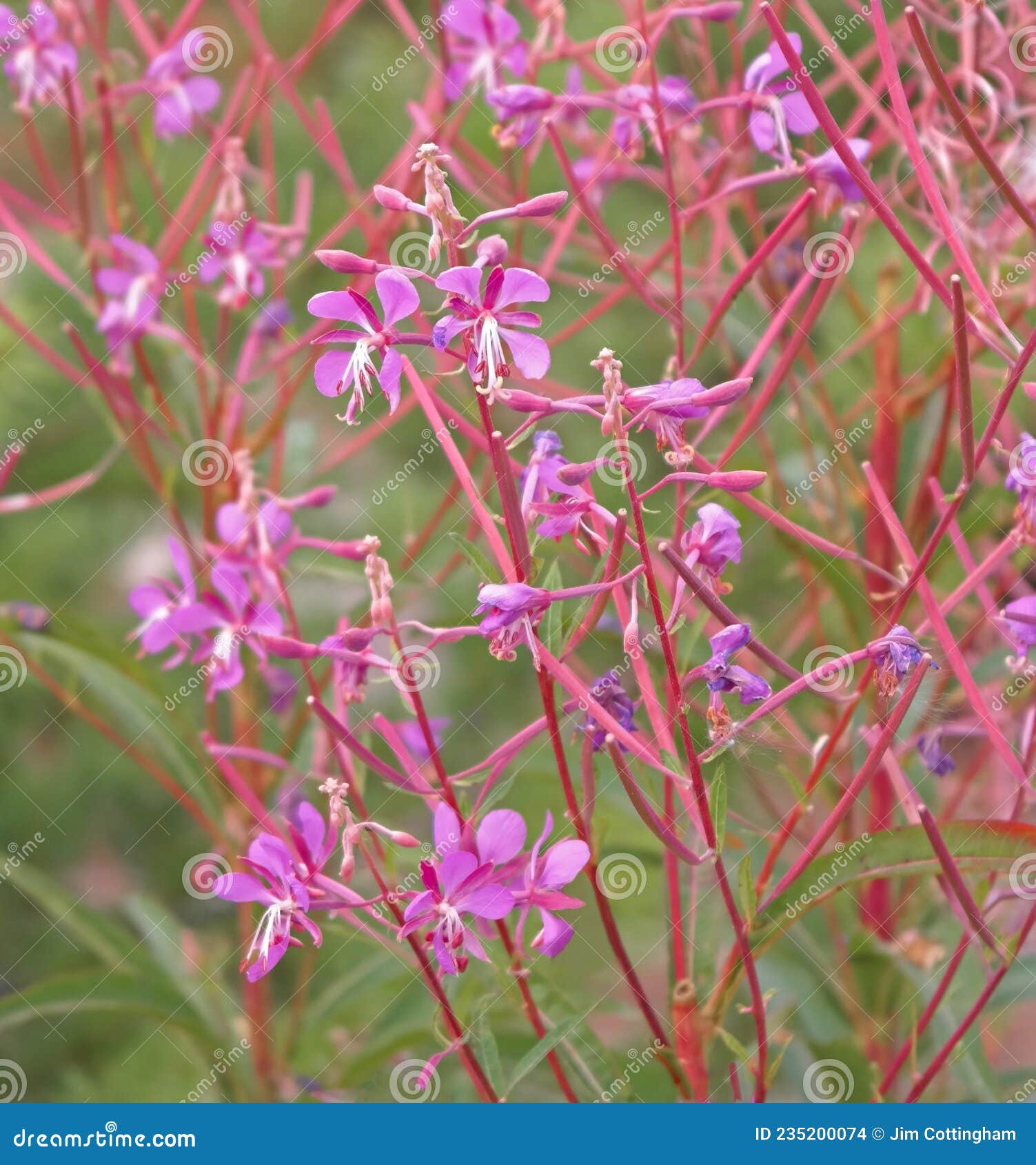 Fireweed Wildflower - Blossoms Up Close. Stock Photo - Image of ...