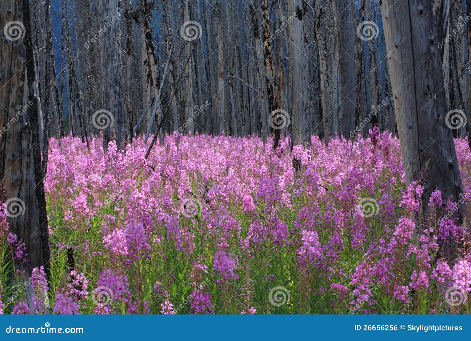 Fireweed Wildflowers in a Burnt Forest Stock Photo - Image of growth ...