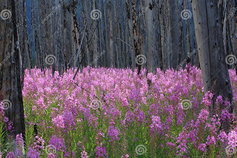 Fireweed Wildflowers in a Burnt Forest Stock Photo - Image of growth ...