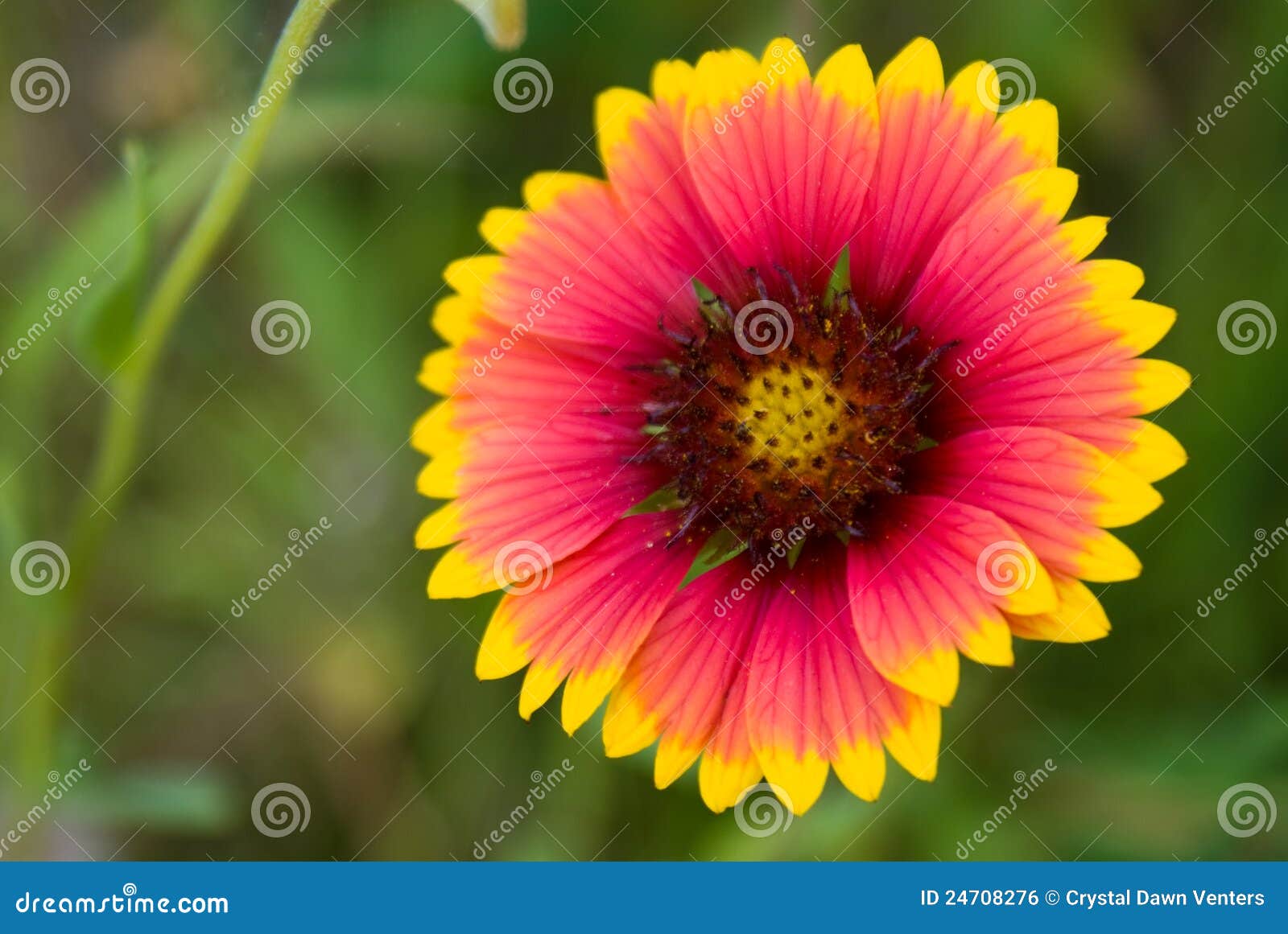 Firewheel stock photo. Image of flower, blossom, bloom - 24708276