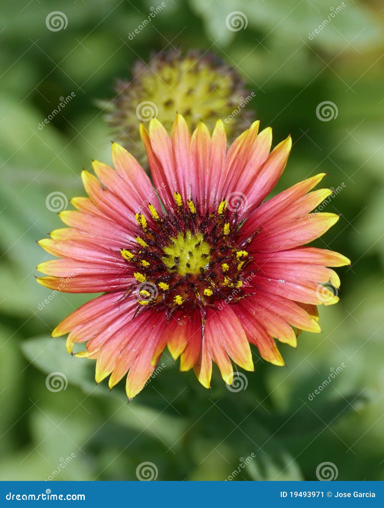 Firewheel Flower in a Florida Botanical Garden Stock Image - Image of ...