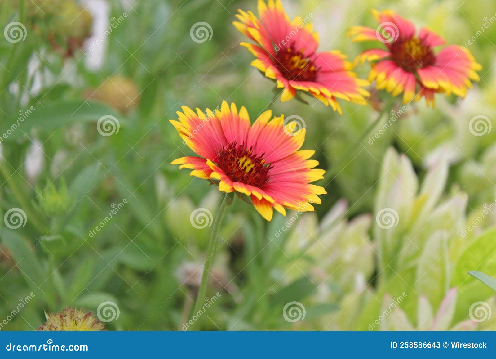 Firewheel Flowers Growing in the Green Field Stock Image - Image of ...