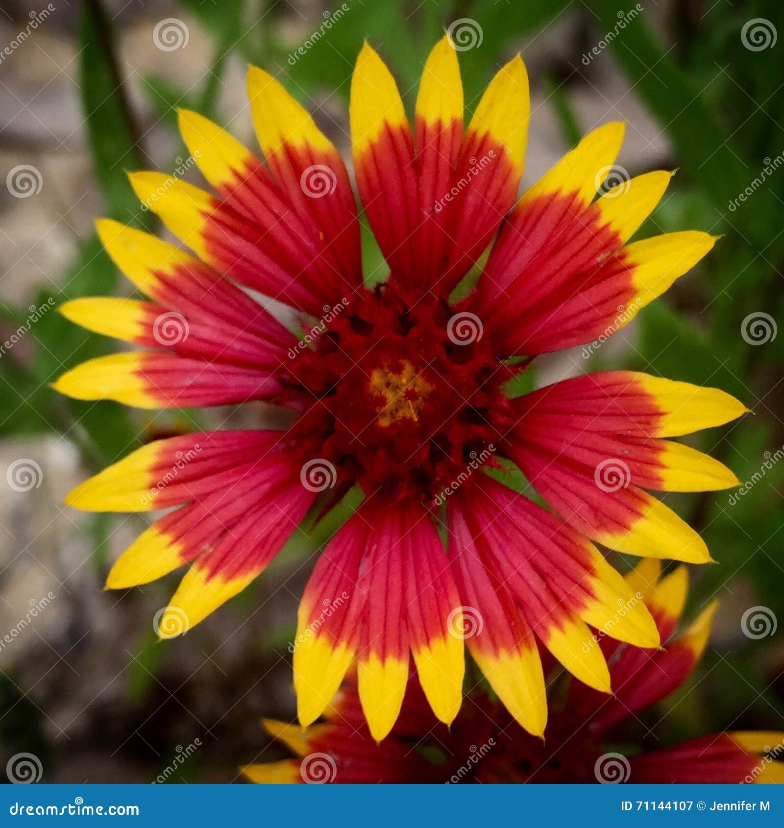 Firewheel stock image. Image of state, wheel, blanket - 71144107