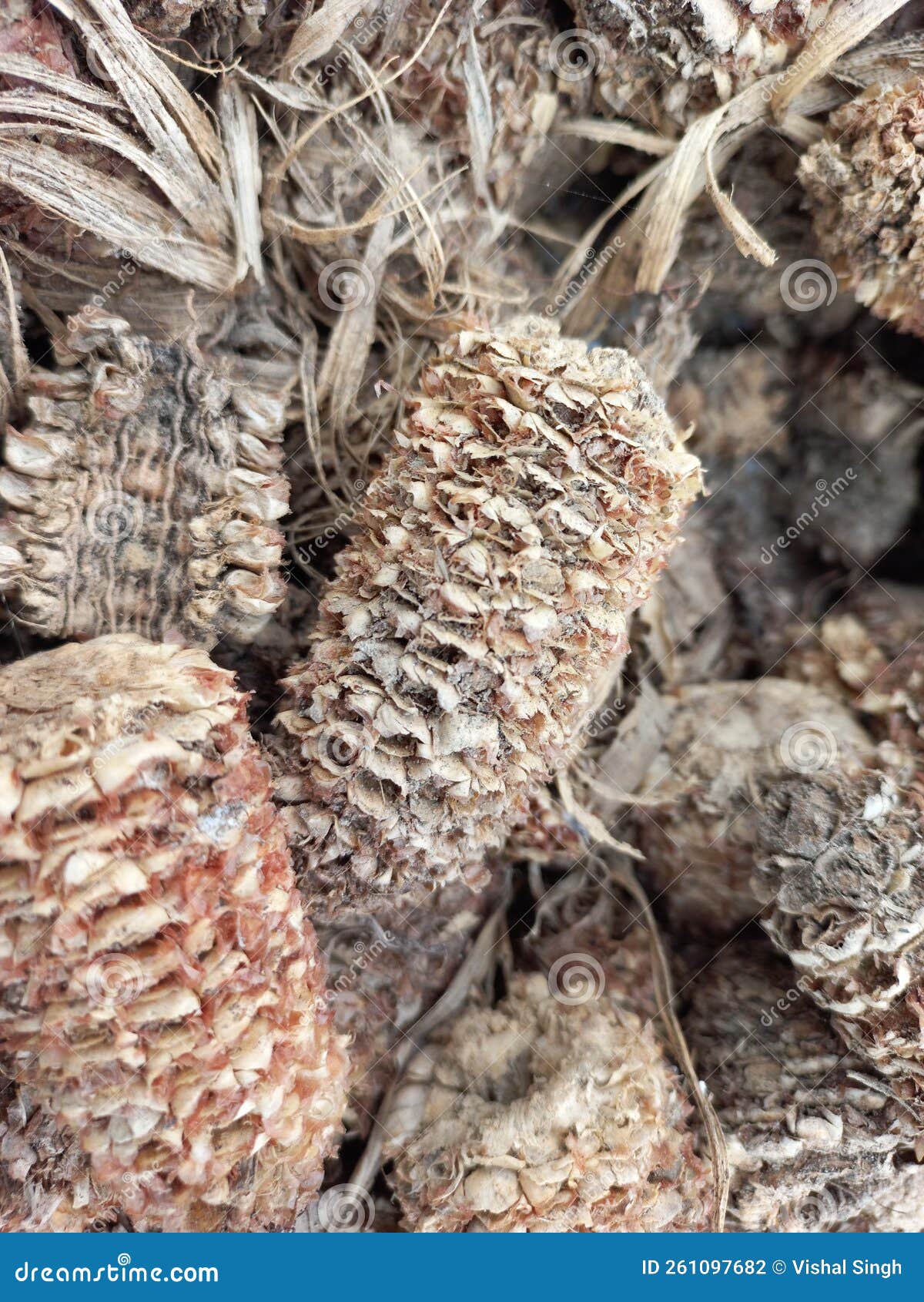 Firewood of Cone Material Waste Stock Photo - Image of kaun, cone ...