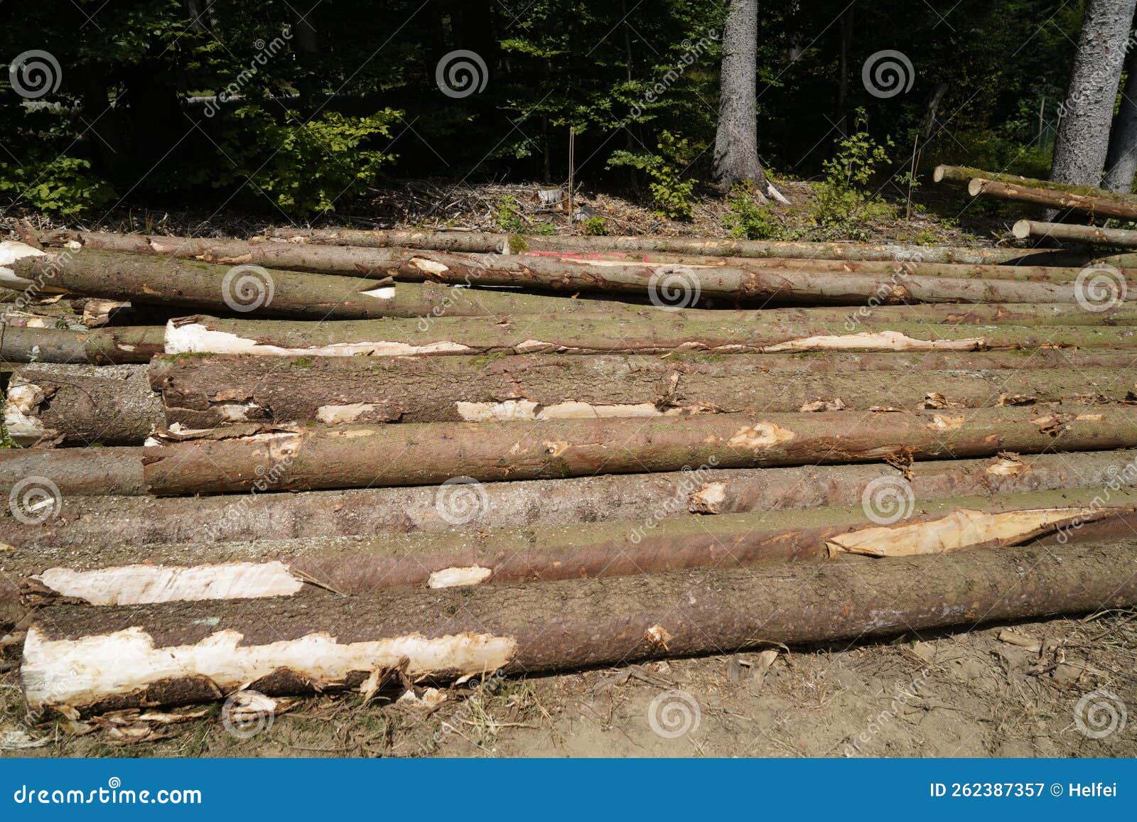 Firewood Cut in the Forest and Stored Stock Image - Image of stacked ...