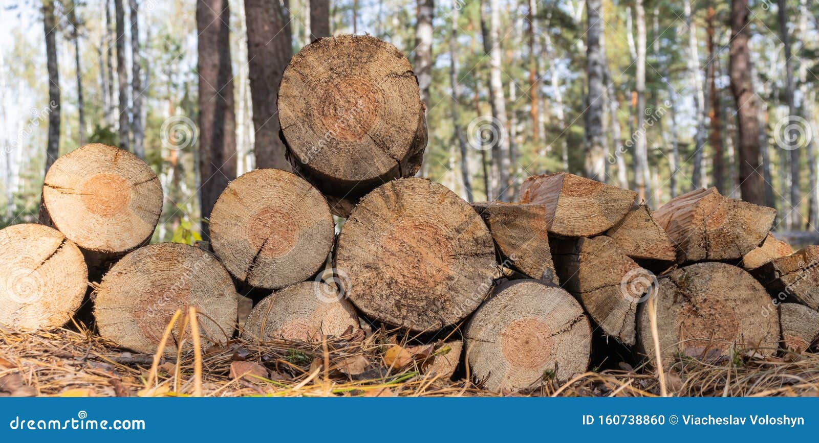 Firewood for a Fire in the Forest. Lumber Stock Photo - Image of wood ...