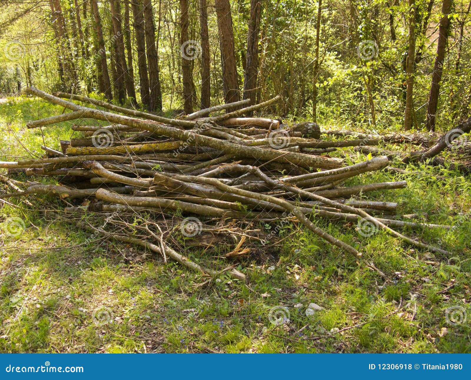 Firewood in the forest stock photo. Image of countryside - 12306918
