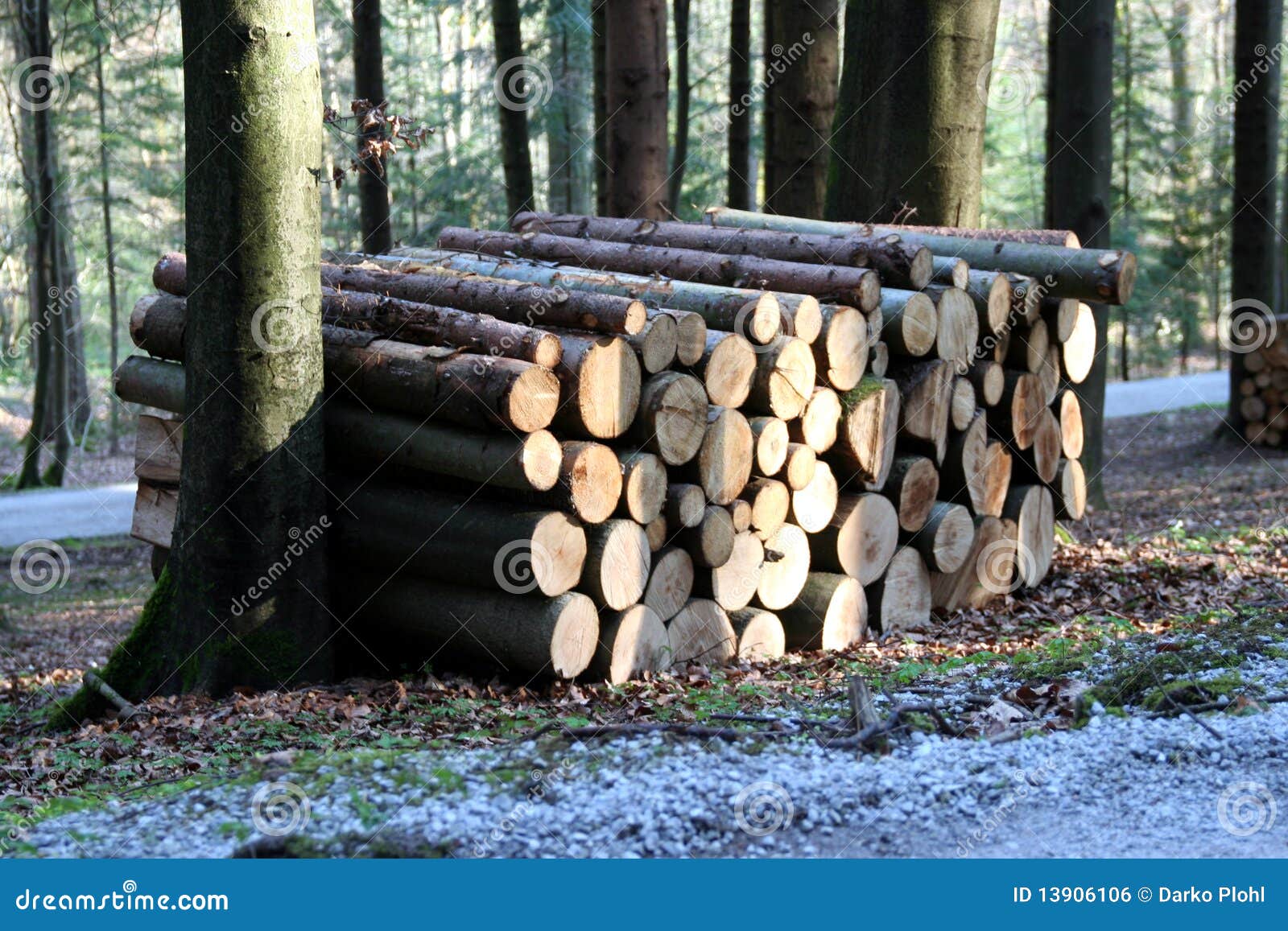 Firewood in the forest stock photo. Image of fuel, store - 13906106