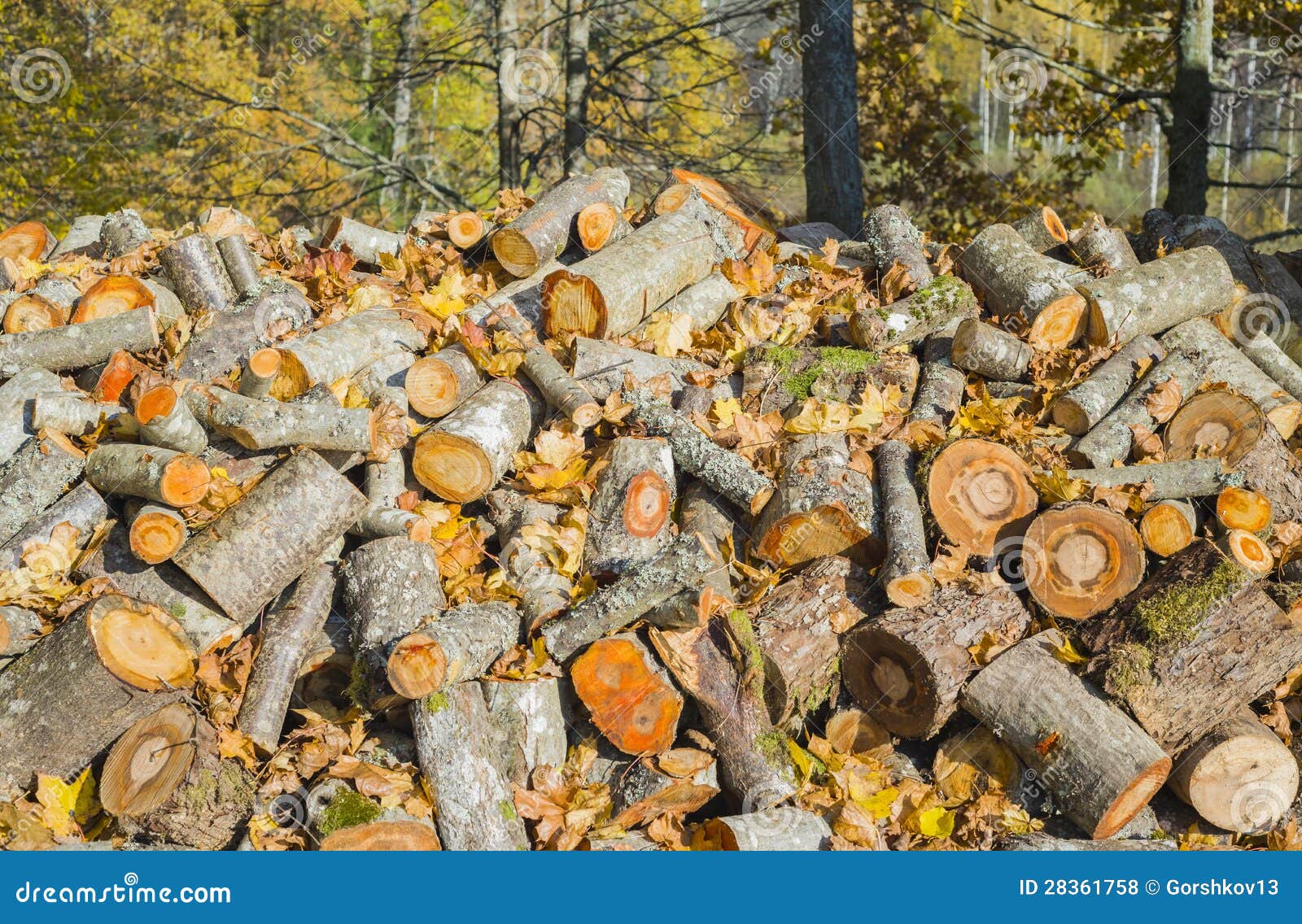 Firewood in forest stock photo. Image of biosphera, vidzeme - 28361758