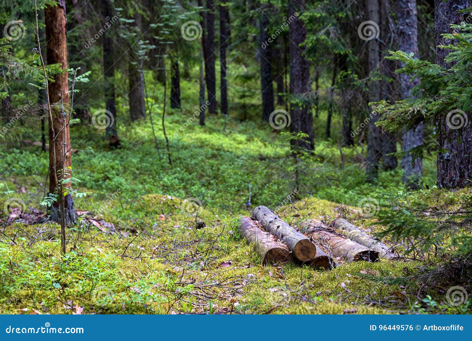 Firewood in the forest stock photo. Image of green, firewood - 96449576
