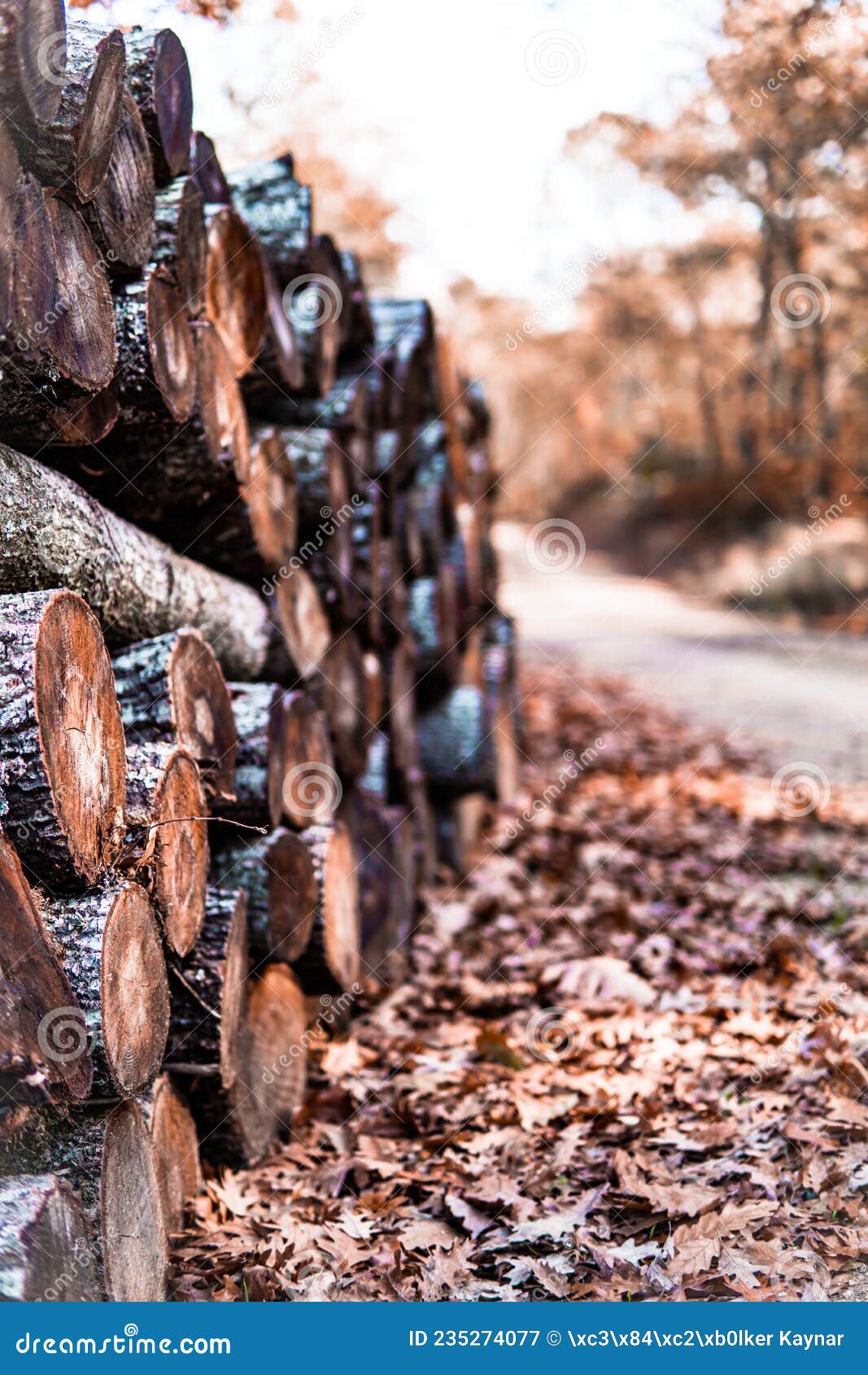 Firewood in the forest stock image. Image of food, soil - 235274077
