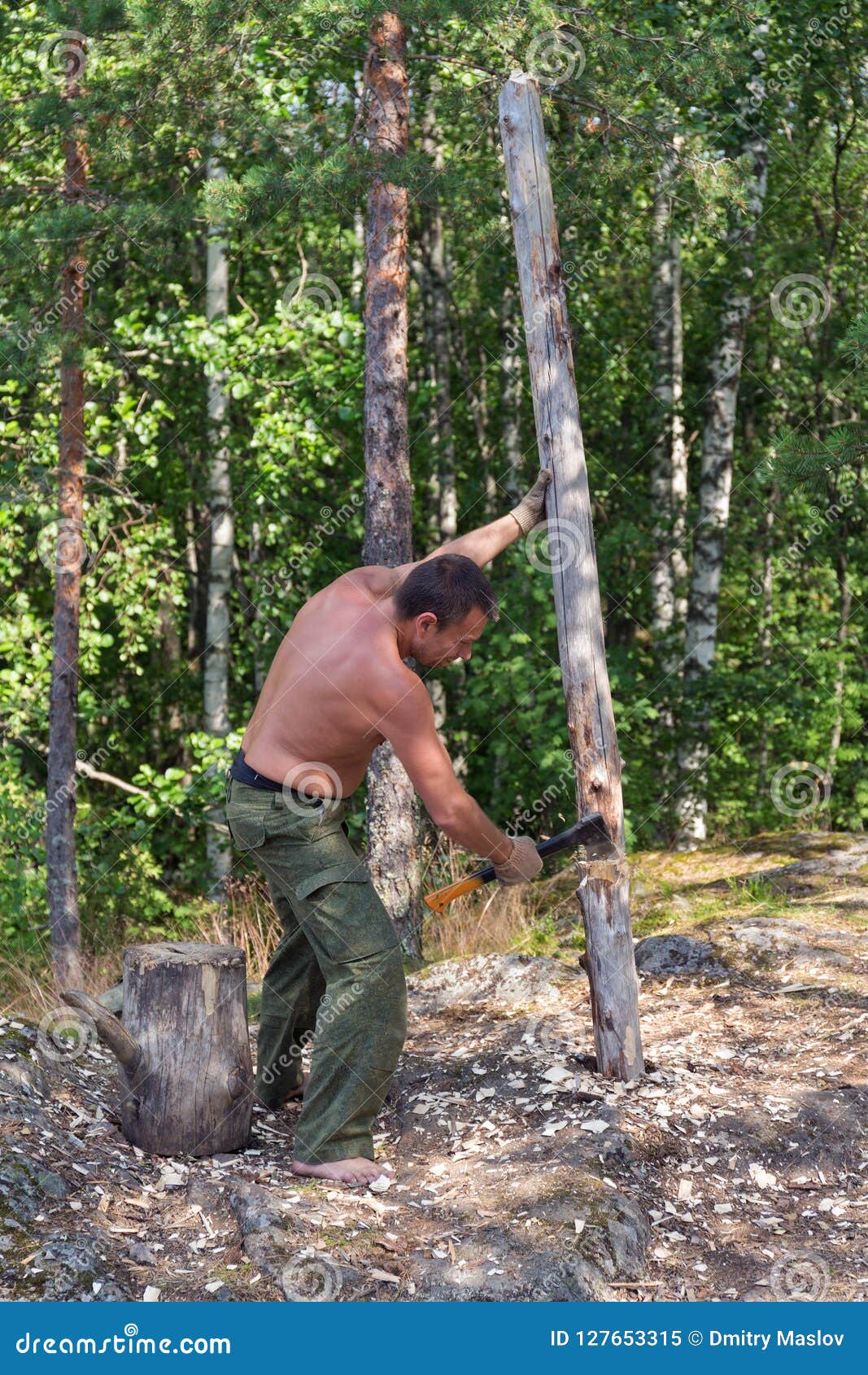Firewood in the forest stock image. Image of power, trunk - 127653315