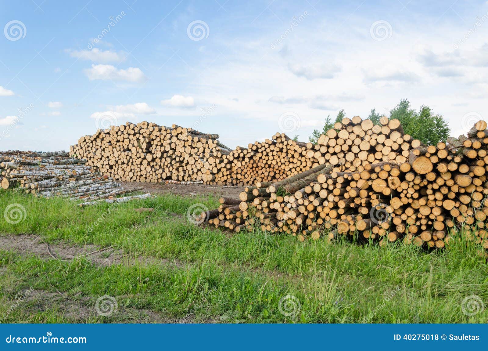 Firewood Fuel Birch and Pine Logs Stack Forest Stock Photo - Image of ...