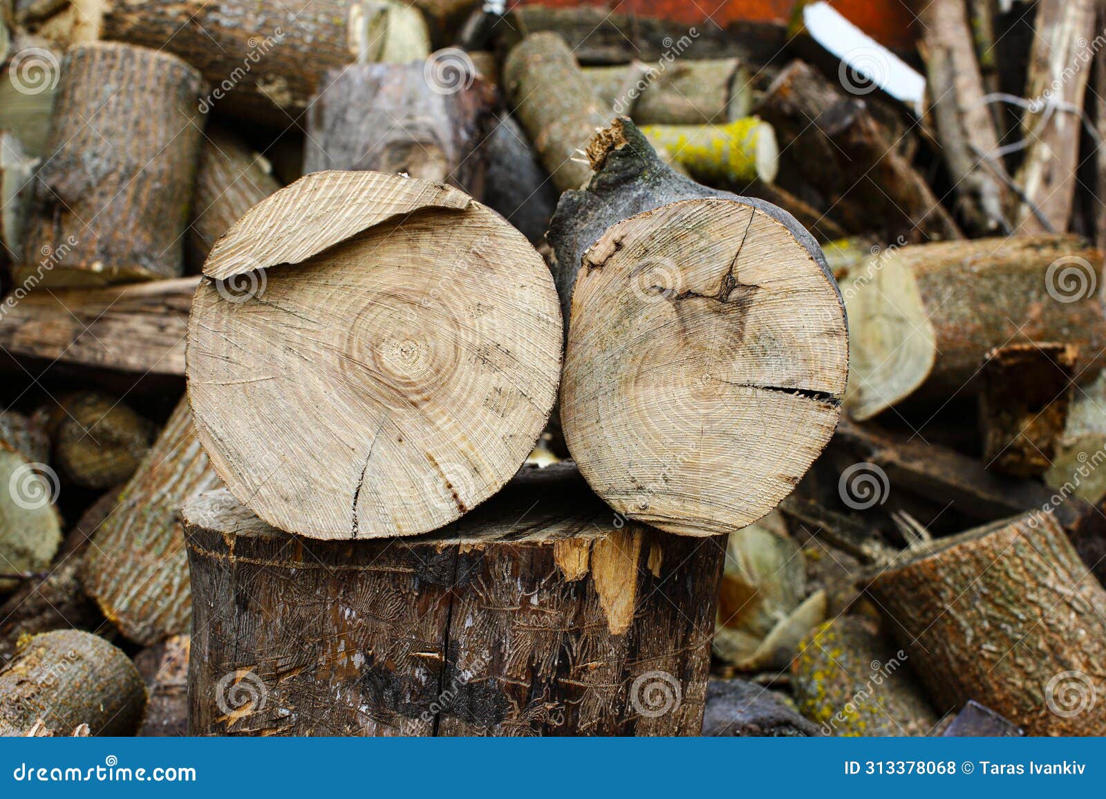 Firewood for Heating. the Tree is a Solid Massif. Trunks of Various ...