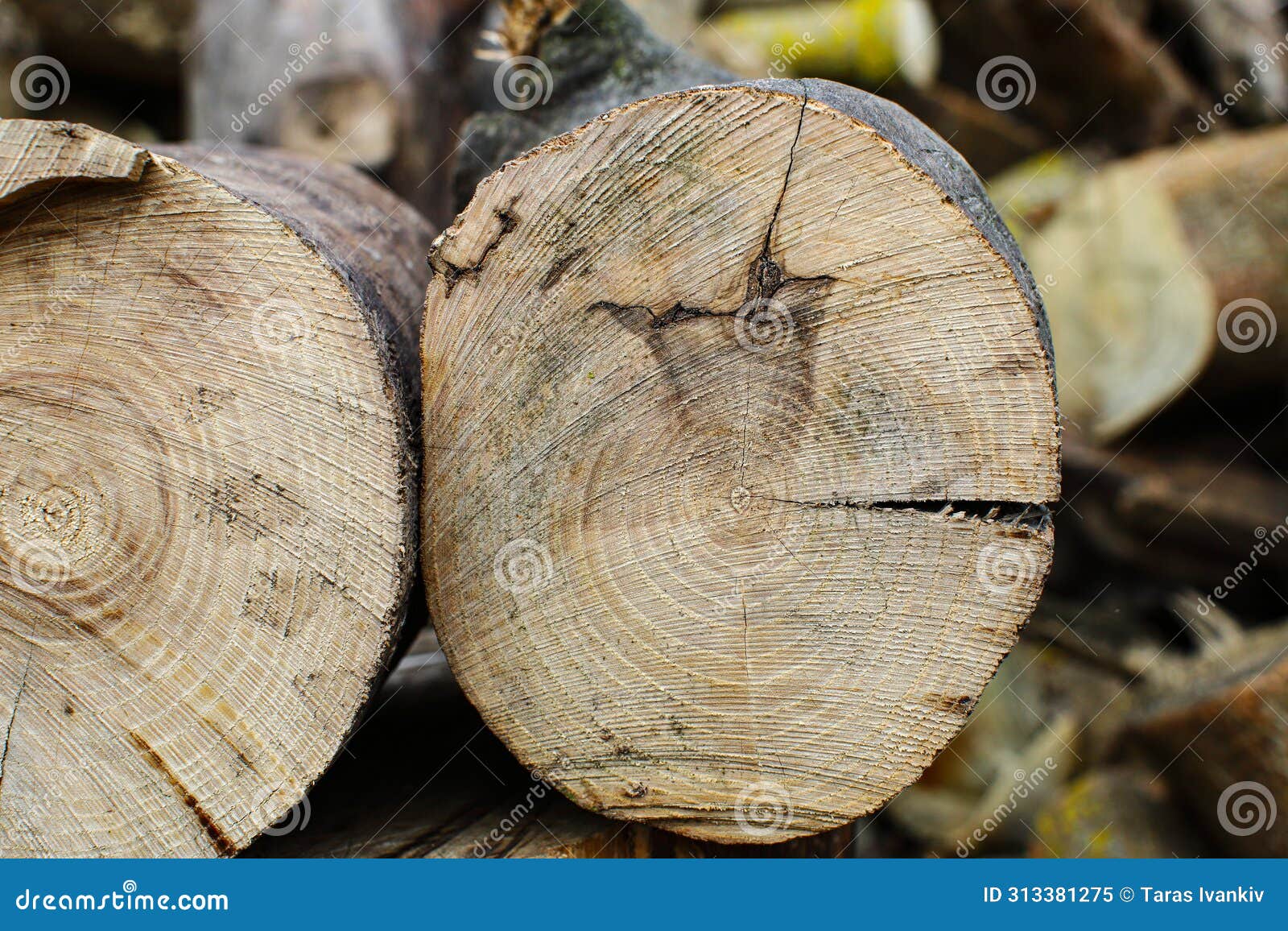 Firewood for Heating. the Tree is a Solid Massif. Trunks of Various ...