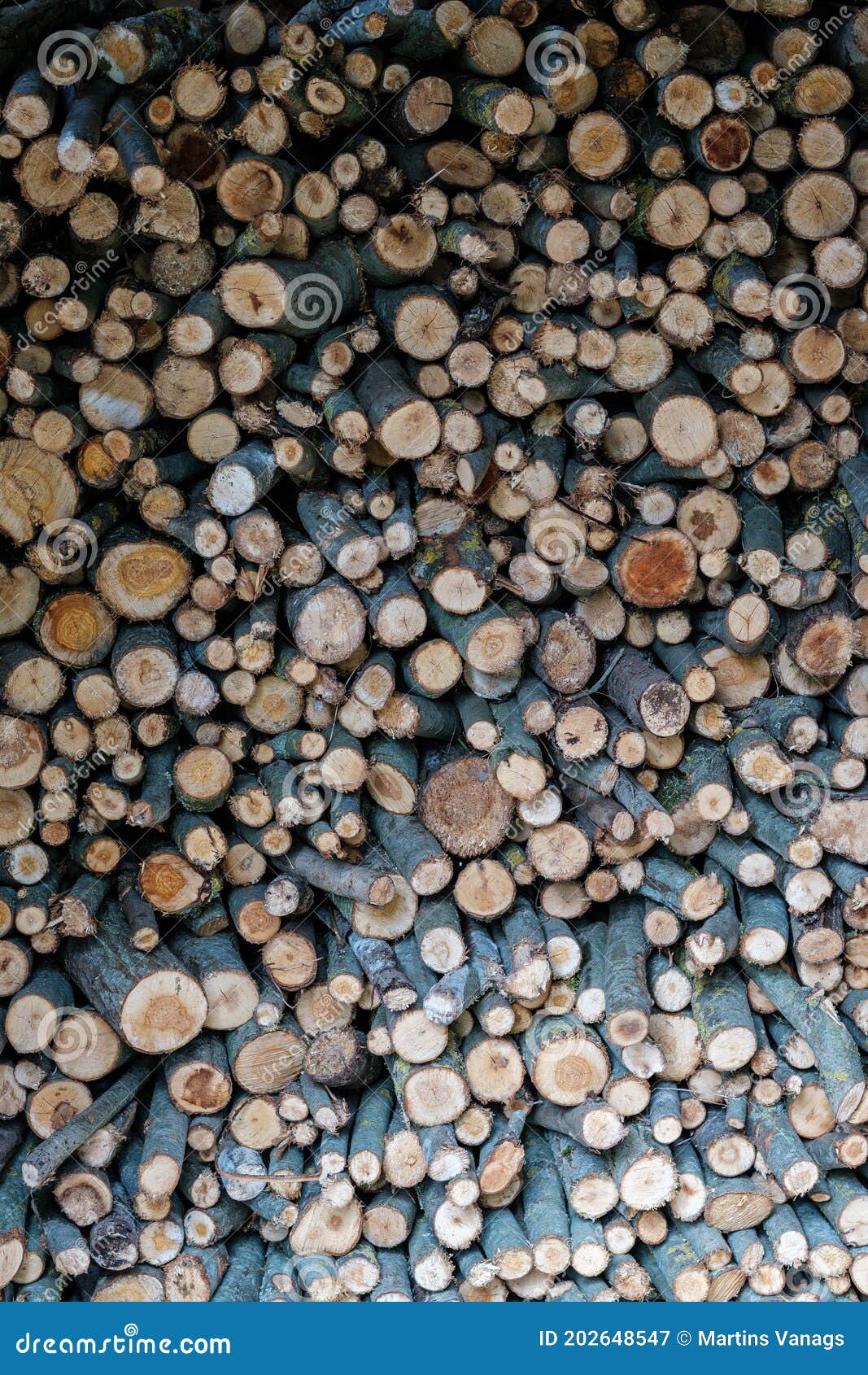 Firewood Log Texture in Nature Stock Image - Image of outdoors, texture ...