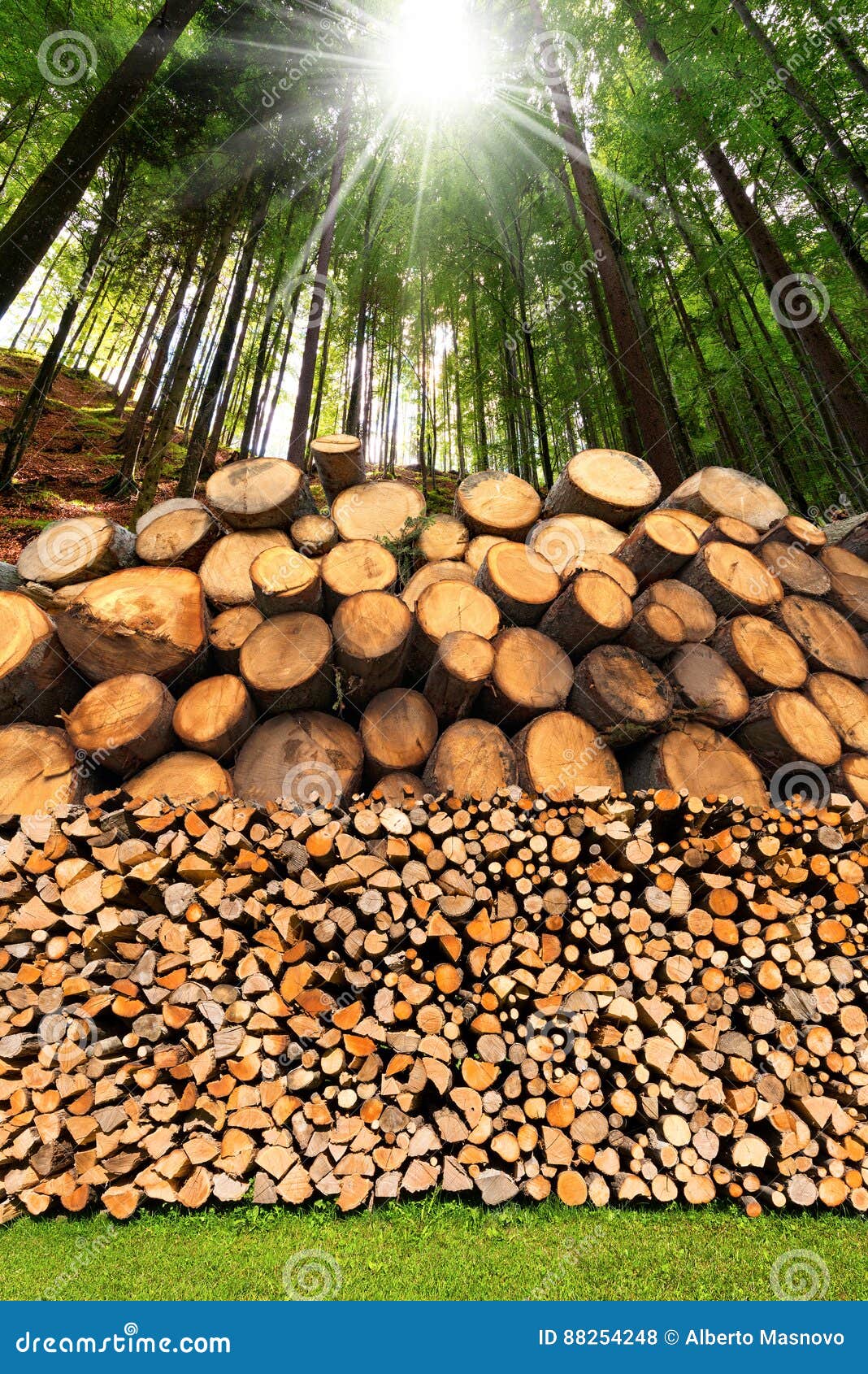 Firewood Logs - Tree Trunks - Forest Stock Photo - Image of bark ...