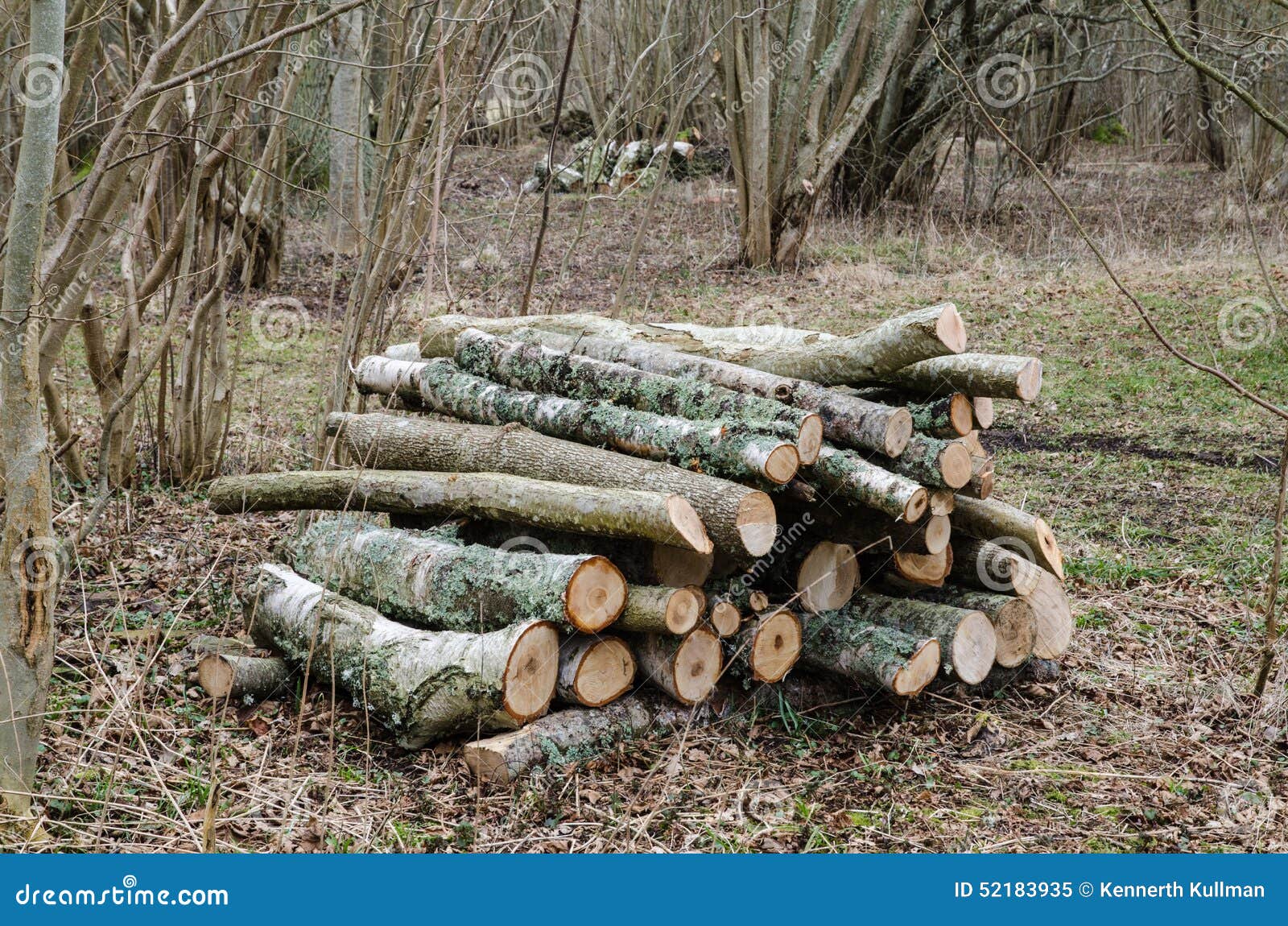 Firewood Pile in a Deciduous Forest Stock Image - Image of resource ...