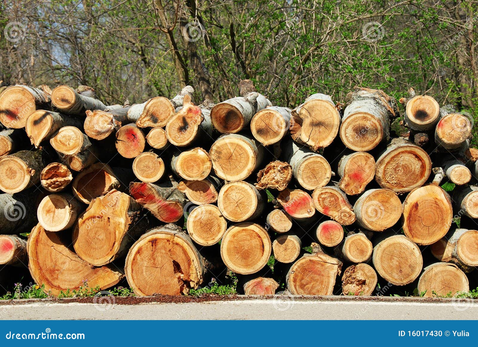 Firewood pile outdoor stock photo. Image of green, poplar - 16017430