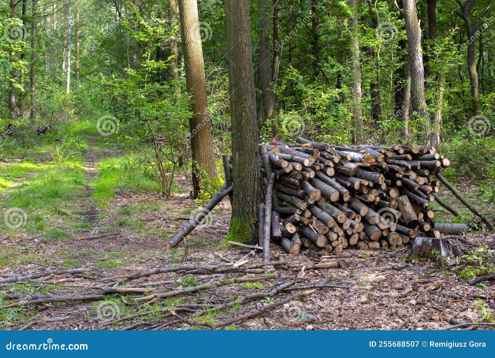 Firewood, Piled on a Pile in the Forest Stock Image - Image of fire ...