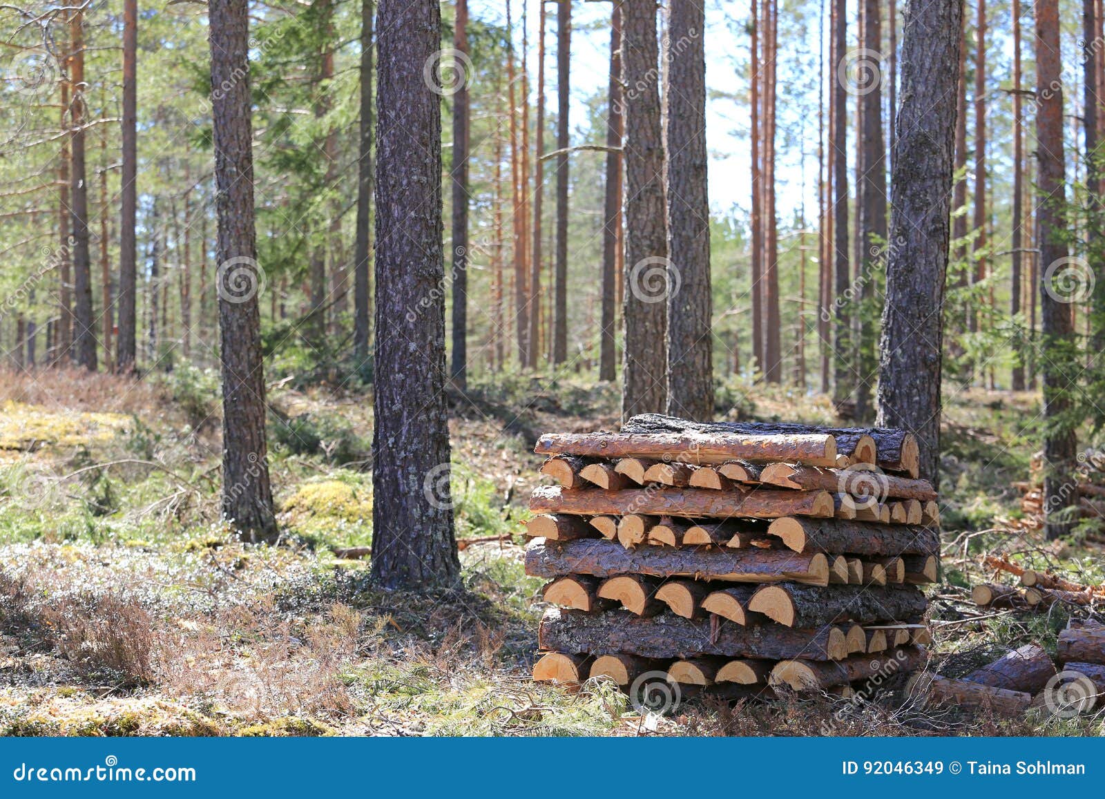 Firewood in Spring Forest stock image. Image of green - 92046349