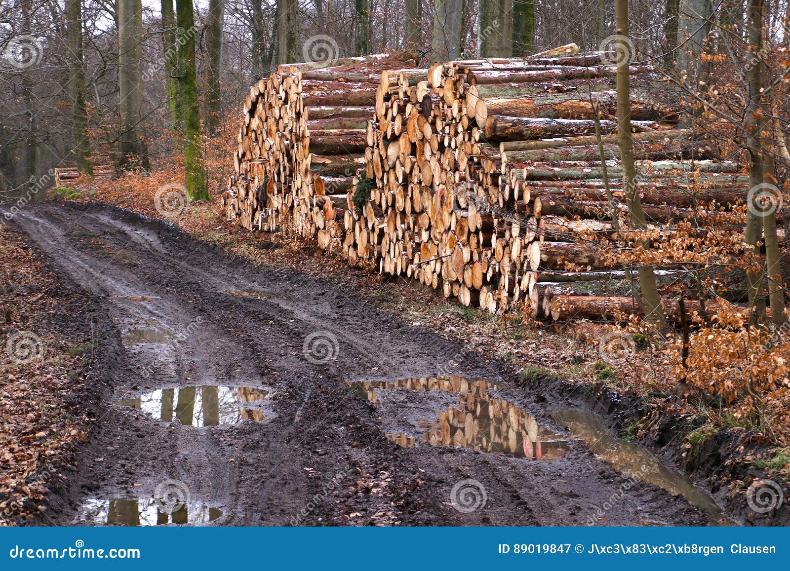 Firewood Stack of Freshly Felled Trees Stock Image - Image of shade ...