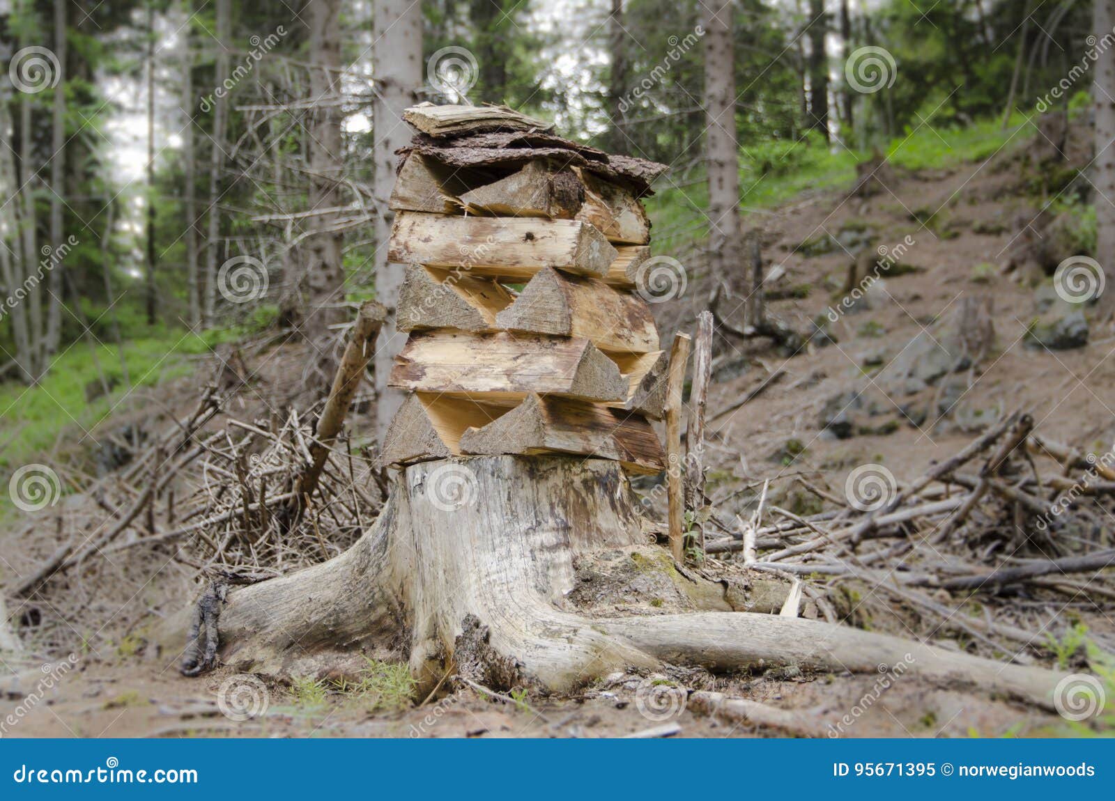 Firewood Stacked in a Square on a Tree Stump Stock Image - Image of ...
