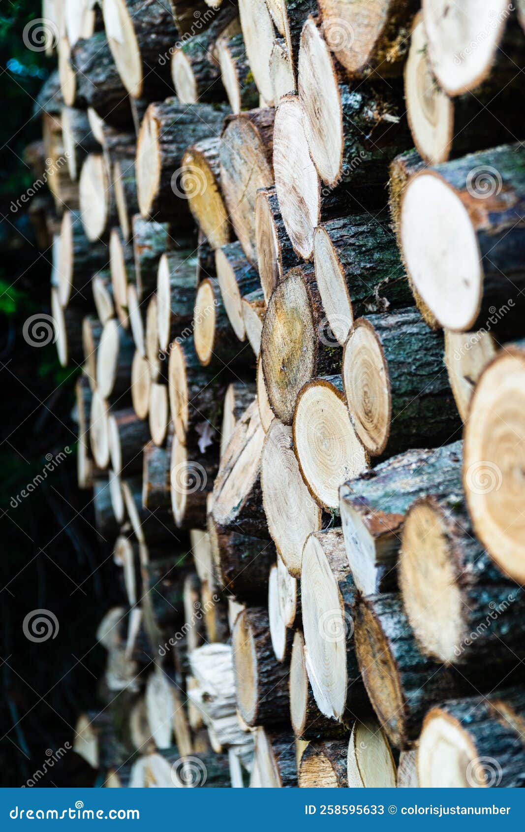 Firewood Stacked for Winter Stock Image - Image of prepared, pile ...