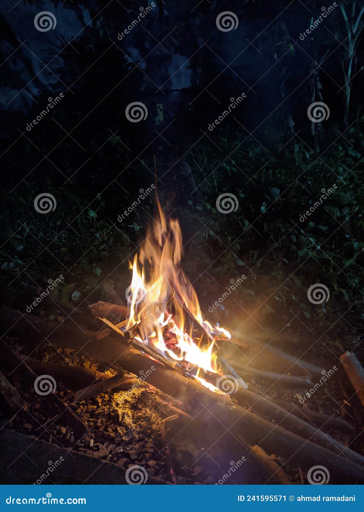 Firework Evening Nature Forest Photography Stock Image - Image of ...
