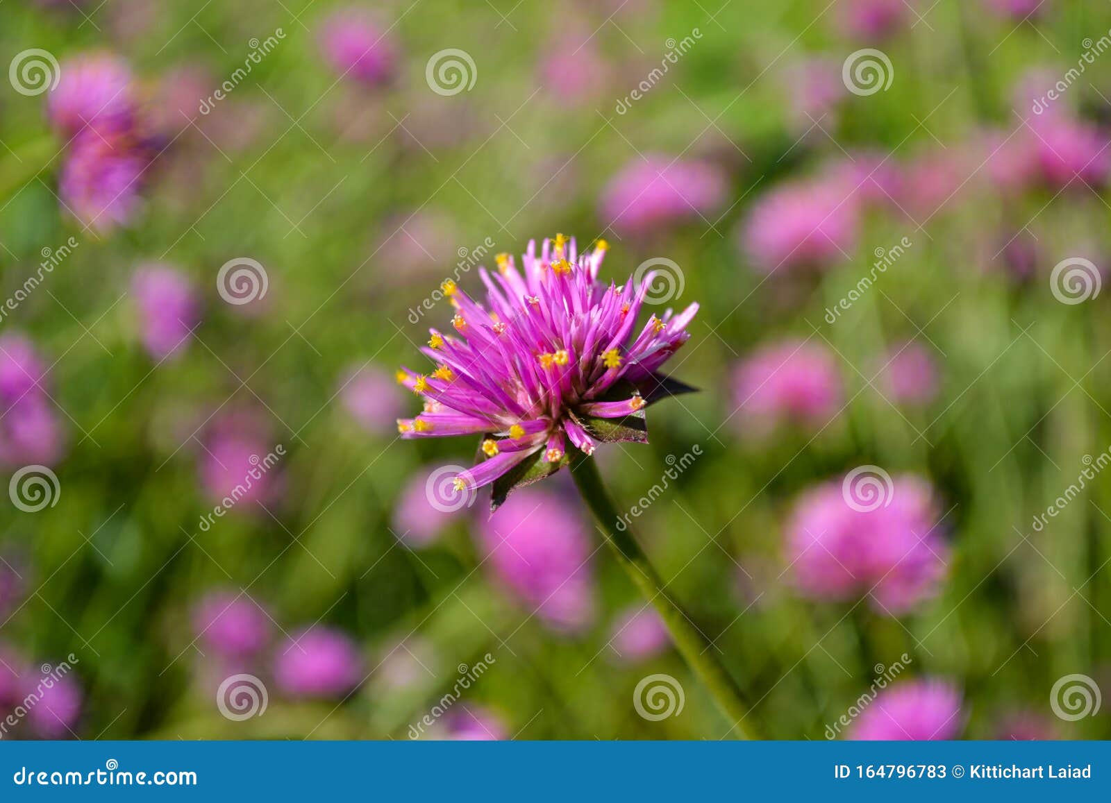 Firework flower stock image. Image of purity, nature - 164796783