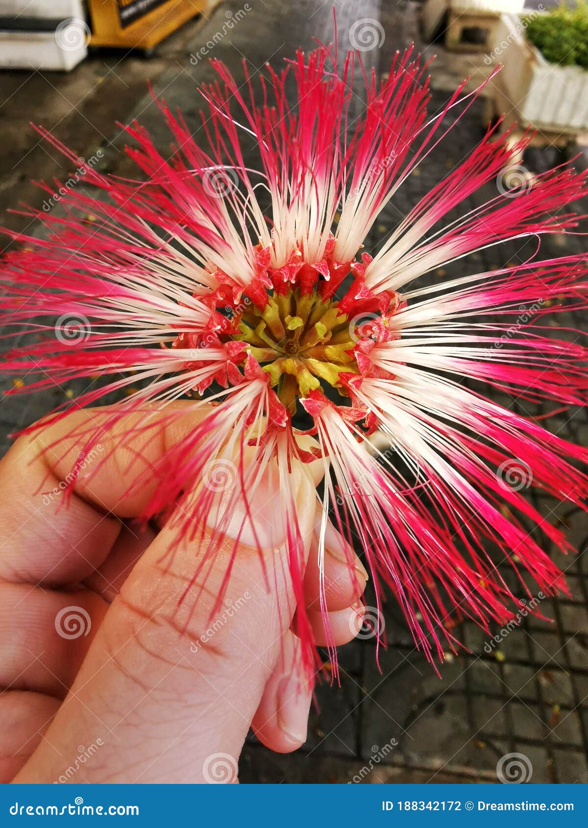 Firework flower stock photo. Image of stunning, brick - 188342172