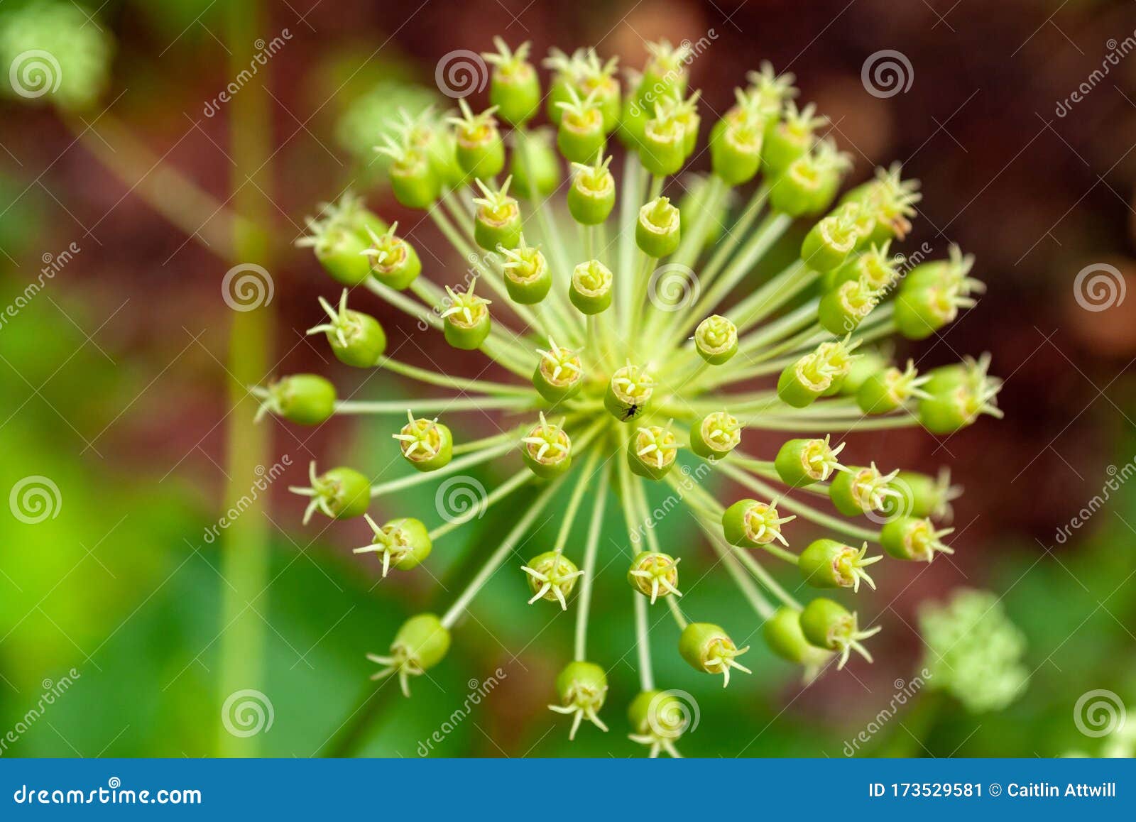 Firework Shaped Flower with Green and Yellow Stock Image - Image of ...