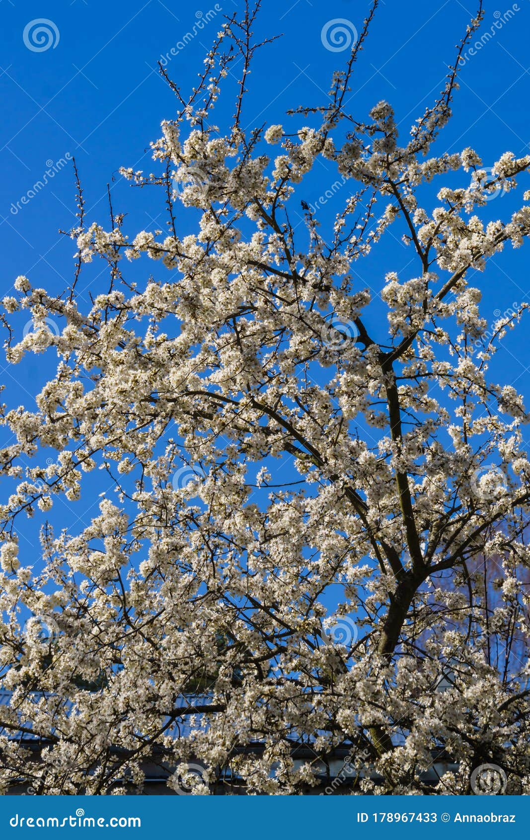 Firework of White Cherry Plum Flowers on a Background of Blue Sky Stock ...