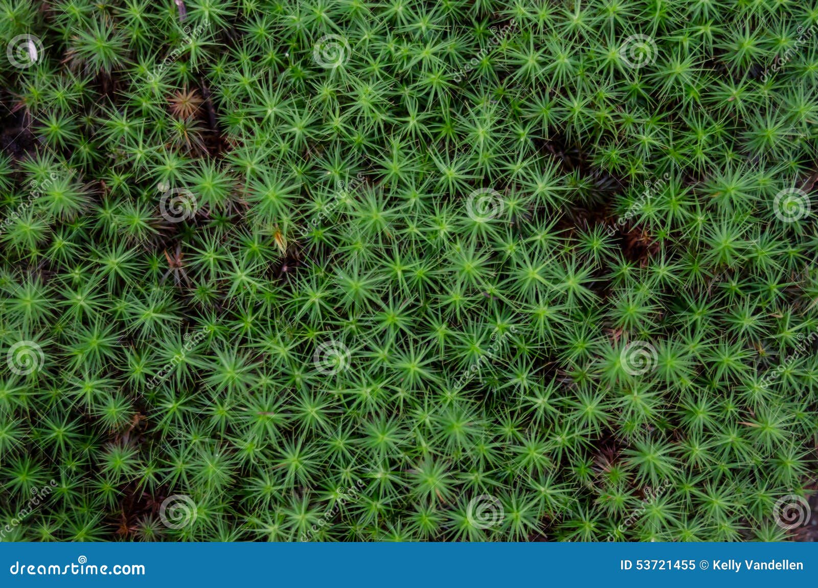 Fireworks Moss stock image. Image of hiking, plant, summer - 53721455