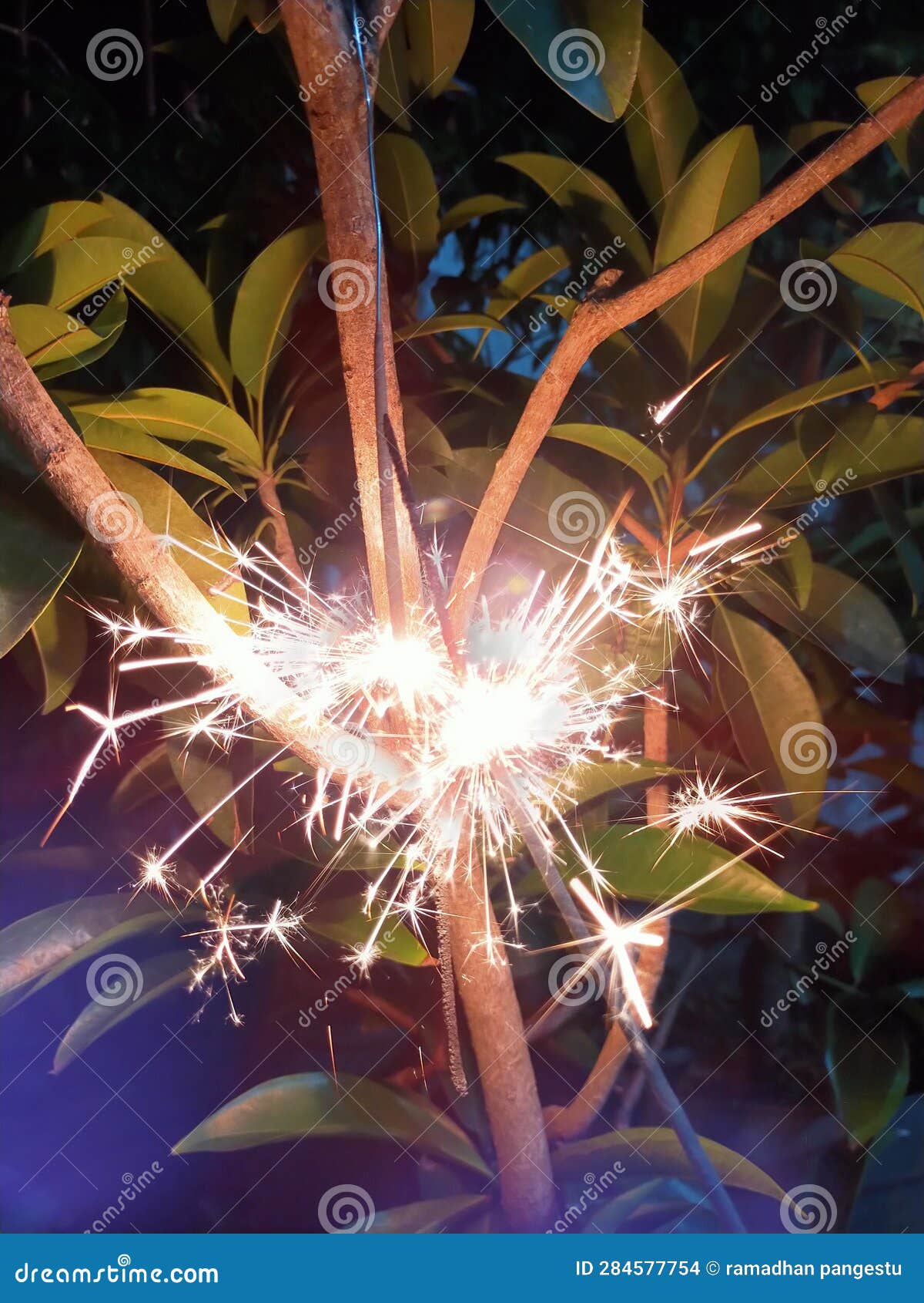 Fireworks and Trees at Night Stock Photo - Image of fireworks, twig ...