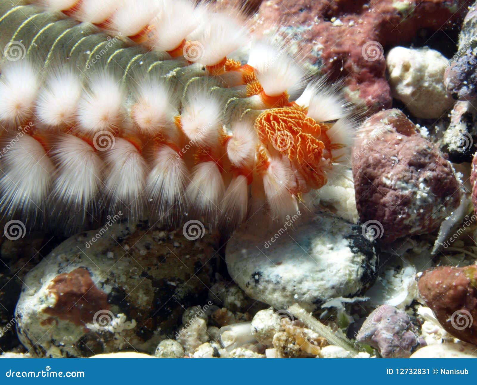 Fireworm stock image. Image of snorkel, carunculata, fuerteventura ...