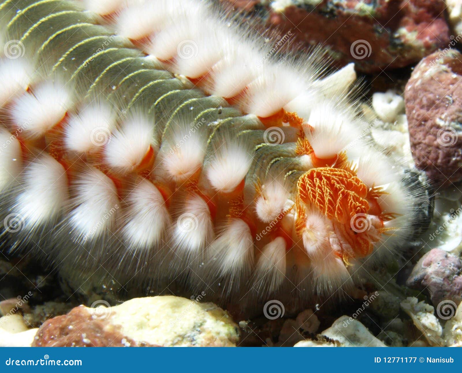Fireworm stock image. Image of white, spain, fireworm - 12771177
