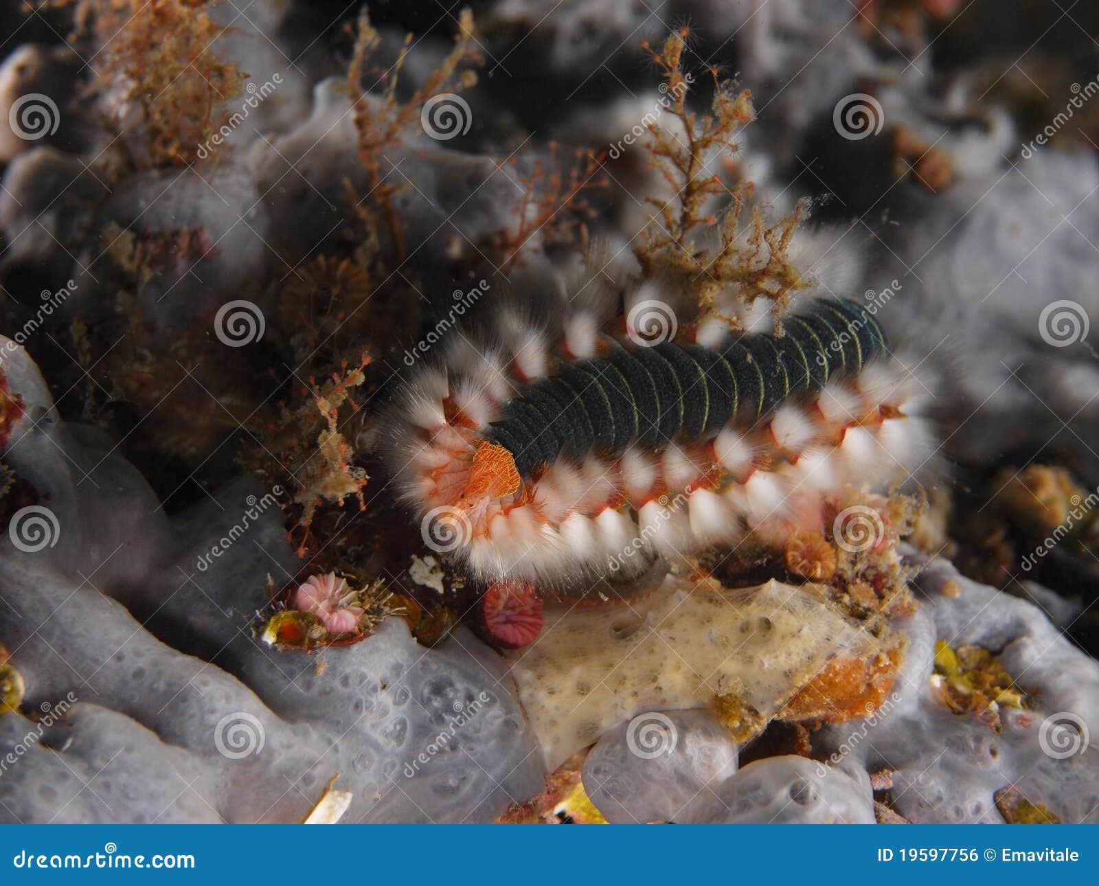 Fireworm stock photo. Image of macro, underwater, close - 19597756