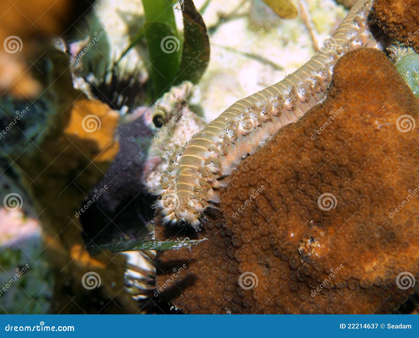 Fireworm stock image. Image of biodiversity, hermodice - 22214637