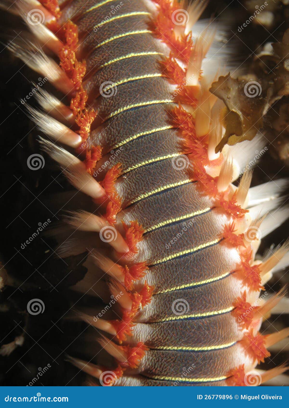 Fireworm fotografia stock. Immagine di natura, anello - 26779896