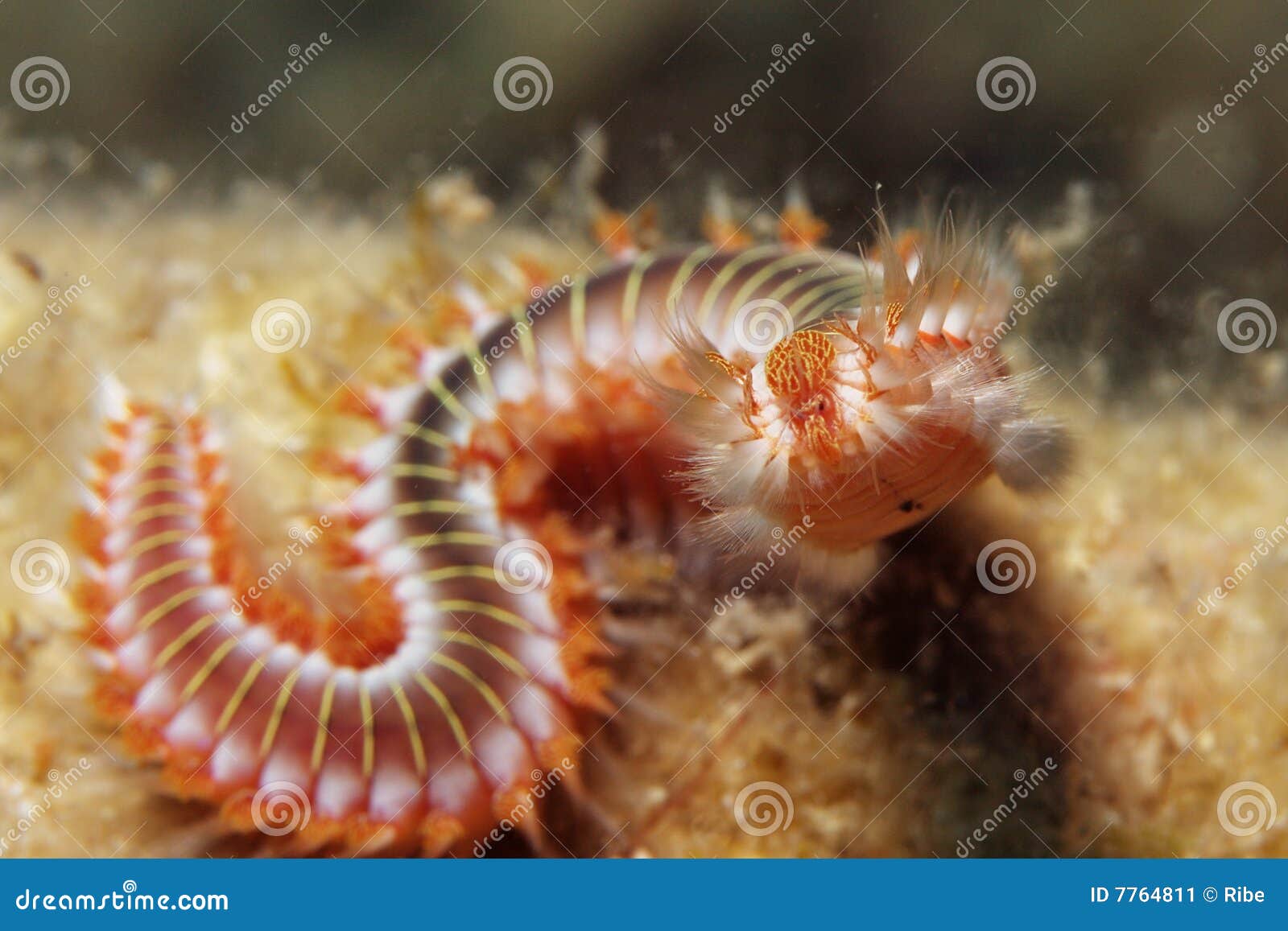Fire worm stock image. Image of wildlife, reef, colorful - 7764811